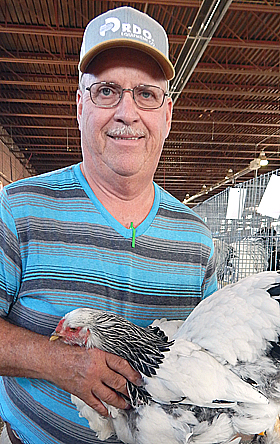 Bird lovers flock to NU Pigeon, Poultry Show | News, Sports, Jobs - The ...