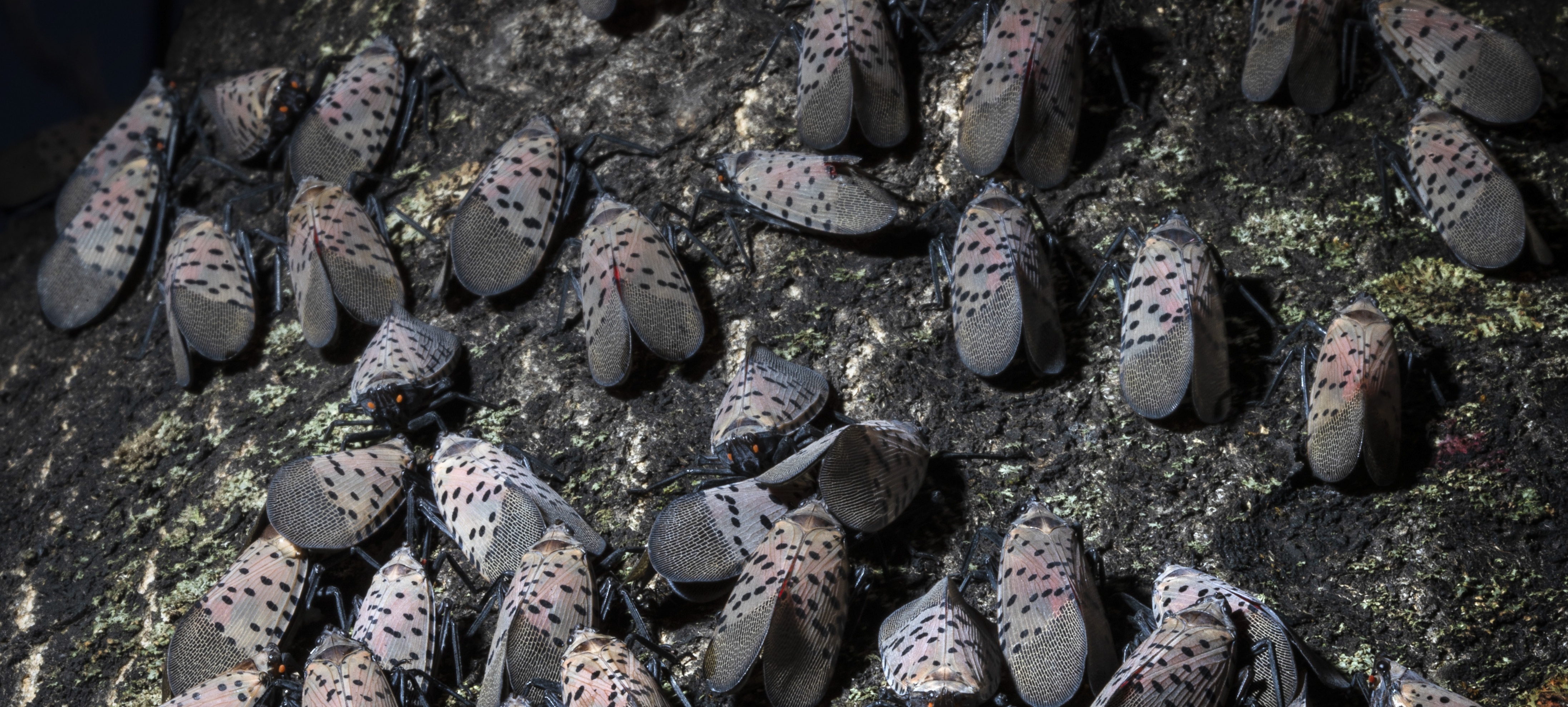 State battles invasion of ‘nightmare’ bugs | News, Sports, Jobs ...