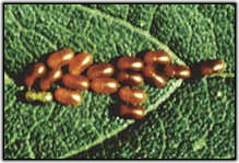 Box Elder Bug a Nuisance, but Not Harmful - Cranbrook Pest Control