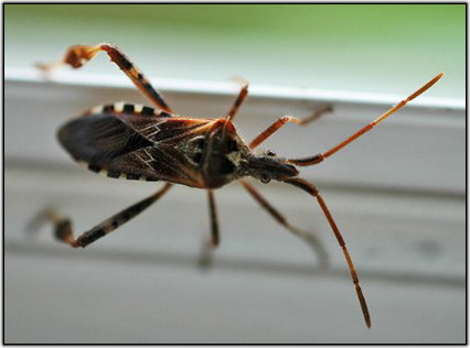 Western Conifer Seed Bugs (Pine Seed Bugs) – Cranbrook Pest Control