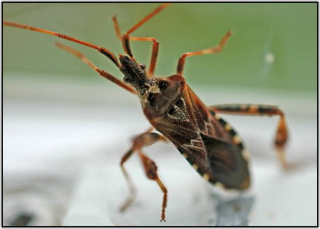 Western Conifer Seed Bugs (Pine Seed Bugs) – Cranbrook Pest Control