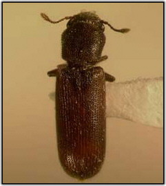 Powderpost Beetle - Cranbrook Pest Control