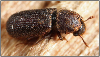 Powderpost Beetle - Cranbrook Pest Control