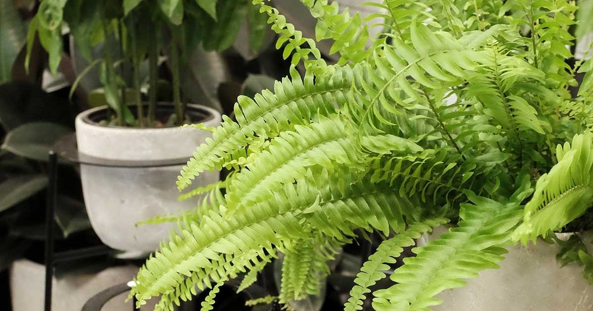 On the Grid : Loose Leaf