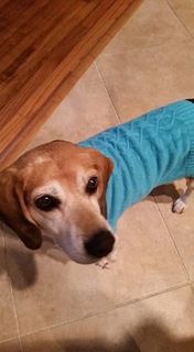 Operation Paws for Homes | Our Dogs