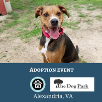 Operation Paws for Homes | Upcoming Events