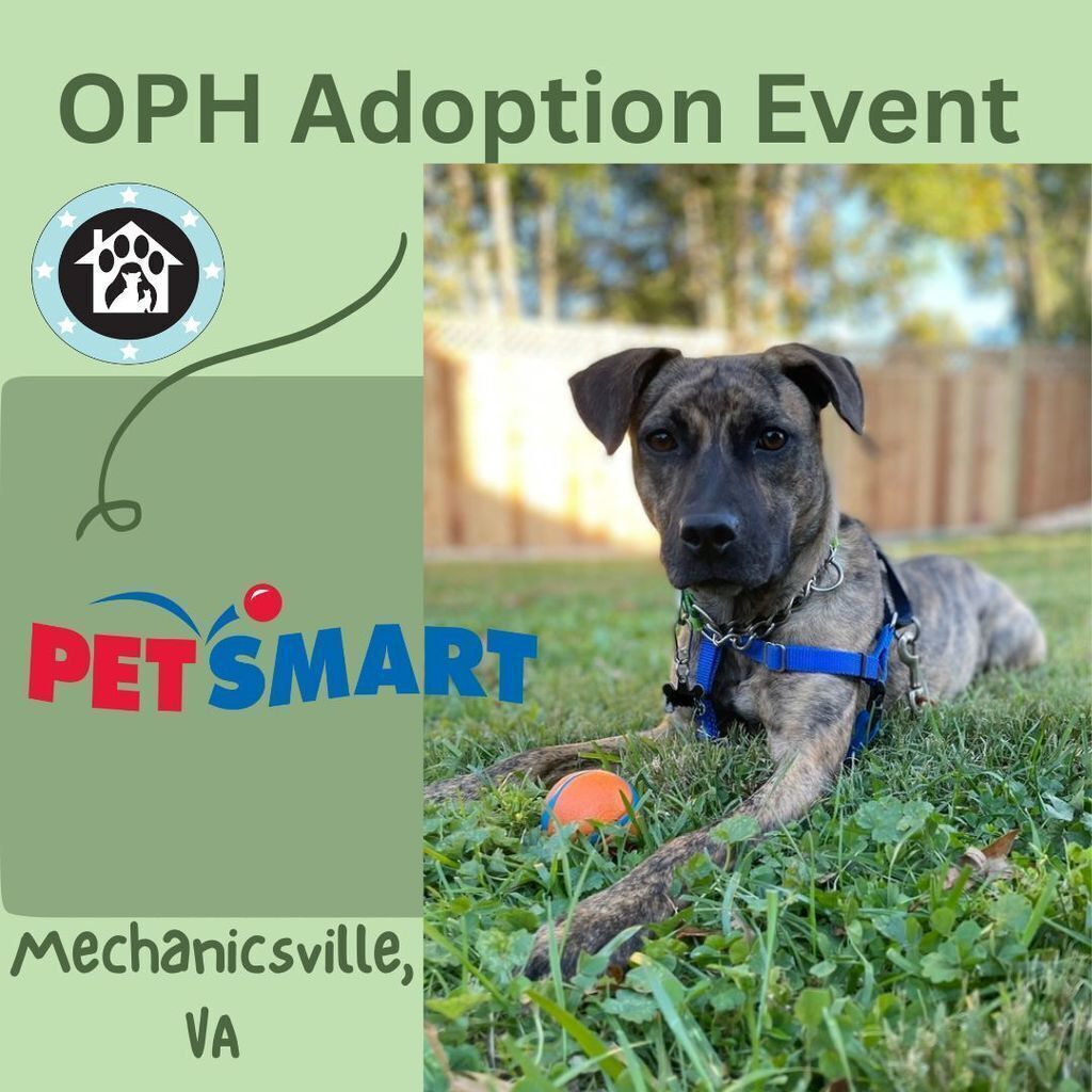 Operation Paws for Homes | Events