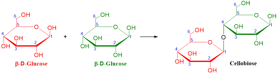 Disaccharides | Orgoreview