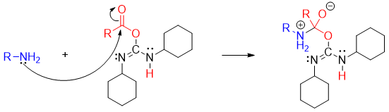 Amide Formation Using DCC | Orgoreview
