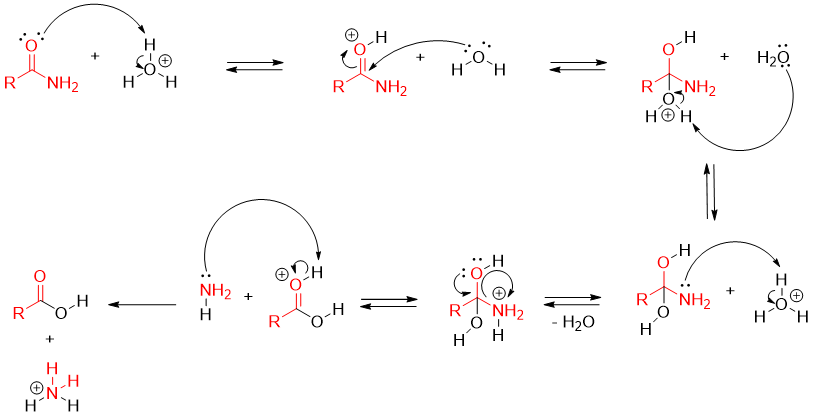 Hydrolysis of Amides | Orgoreview