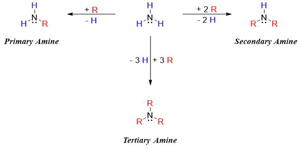 Nomenclature of Amines | Orgoreview