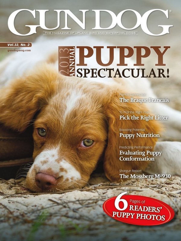Gun Dog is North America's premier authority on upland bird - Gun Dog