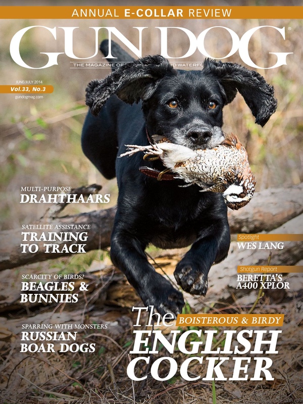 Gun Dog is North America's premier authority on upland bird - Gun Dog