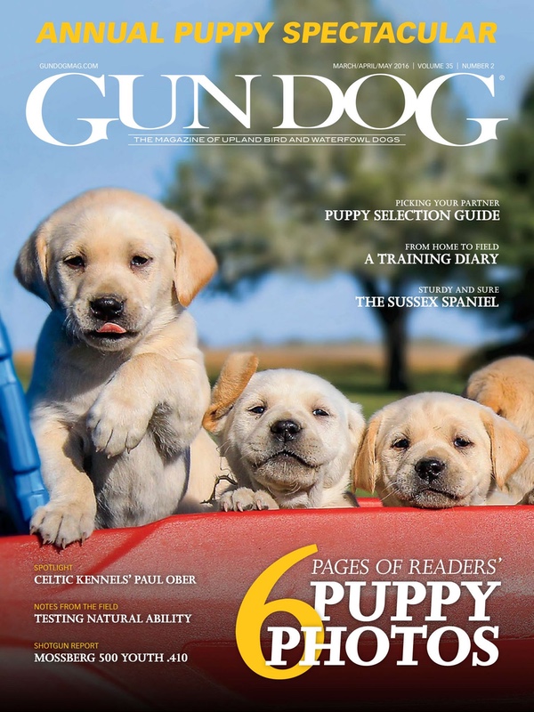 Gun Dog is North America's premier authority on upland bird - Gun Dog