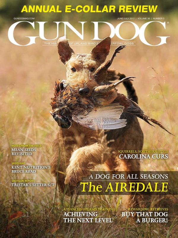 Gun Dog is North America's premier authority on upland bird - Gun Dog