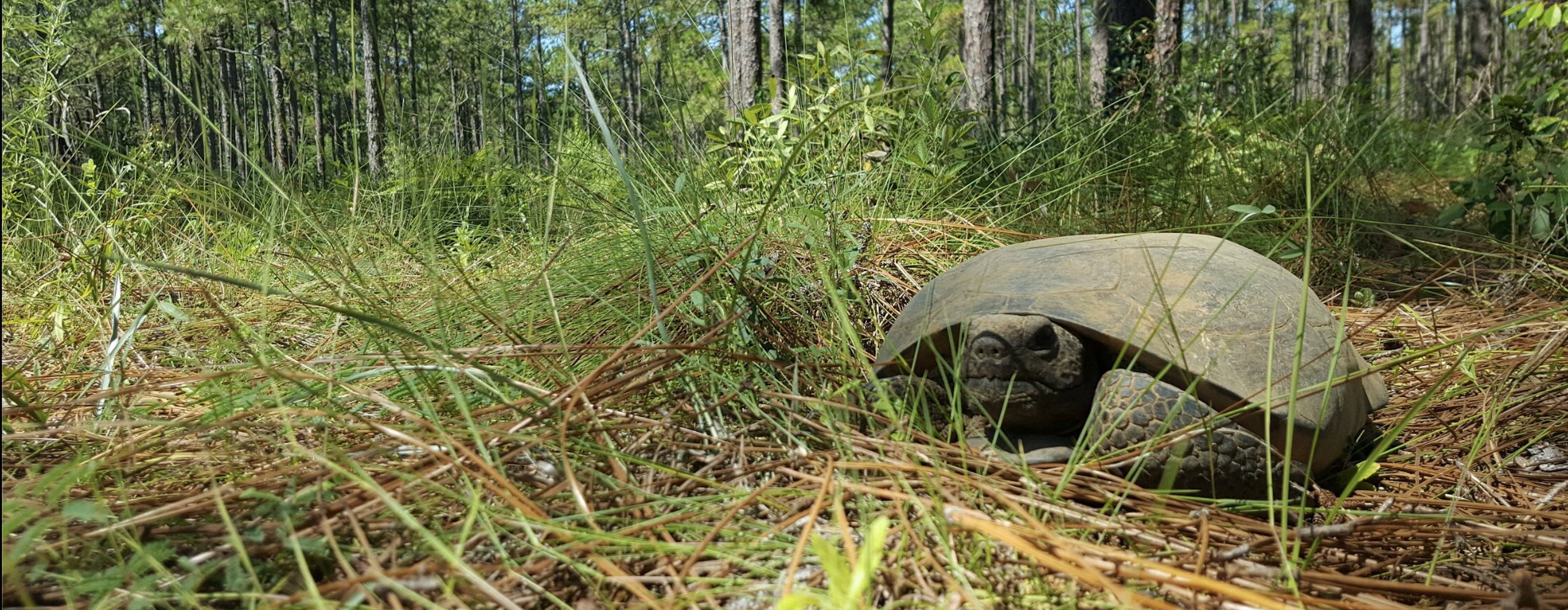 Ceylon Wildlife Management Area - Open Space Institute (en-US)