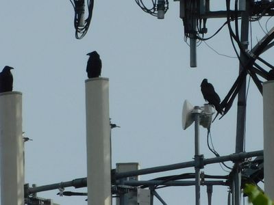 Osprey Watch - Osprey Nest Monitoring Program