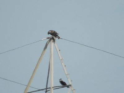 Osprey Watch - Osprey Nest Monitoring Program