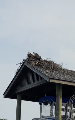 Osprey Watch - Osprey Nest Monitoring Program