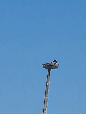 Osprey Watch - Osprey Nest Monitoring Program