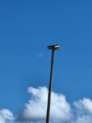 Osprey Watch - Osprey Nest Monitoring Program