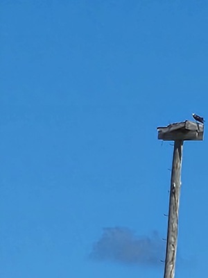 Osprey Watch - Osprey Nest Monitoring Program