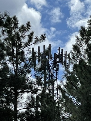 Osprey Watch - Osprey Nest Monitoring Program