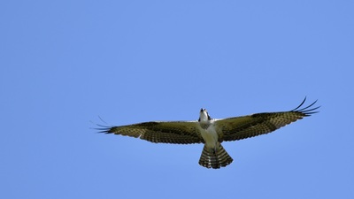 Osprey Watch - Osprey Nest Monitoring Program