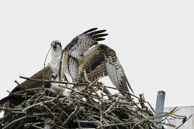 Osprey Watch - Osprey Nest Monitoring Program