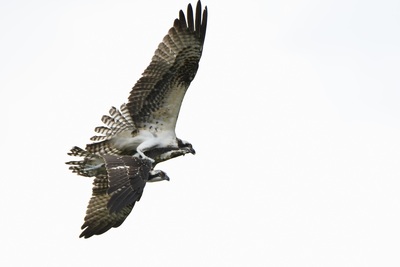 Osprey Watch - Osprey Nest Monitoring Program
