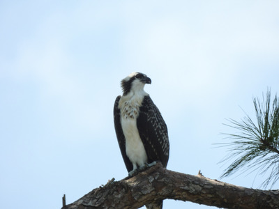 Osprey Watch - Osprey Nest Monitoring Program