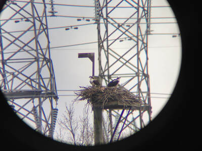 Osprey Watch - Osprey Nest Monitoring Program