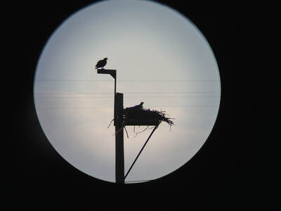 Osprey Watch - Osprey Nest Monitoring Program