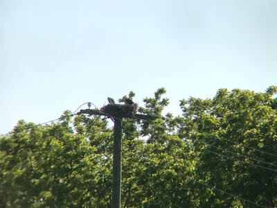 Osprey Watch - Osprey Nest Monitoring Program
