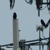 Osprey Watch - Osprey Nest Monitoring Program