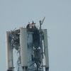 Osprey Watch - Osprey Nest Monitoring Program