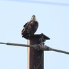 Osprey Watch - Osprey Nest Monitoring Program