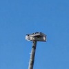 Osprey Watch - Osprey Nest Monitoring Program