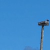 Osprey Watch - Osprey Nest Monitoring Program