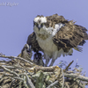 Osprey Watch - Osprey Nest Monitoring Program