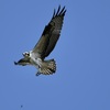 Osprey Watch - Osprey Nest Monitoring Program