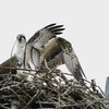 Osprey Watch - Osprey Nest Monitoring Program