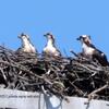Osprey Watch - Osprey Nest Monitoring Program