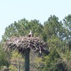 Osprey Watch - Osprey Nest Monitoring Program