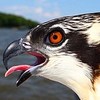 Osprey Watch - Osprey Nest Monitoring Program
