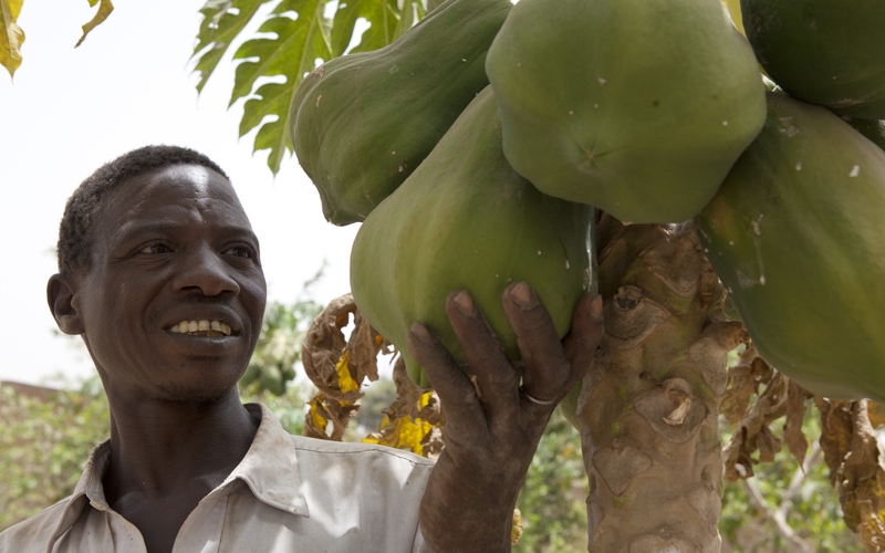 A tree grows in Mali | Oxfam