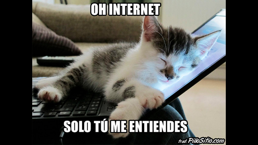 Los mejores memes de gatos de la web