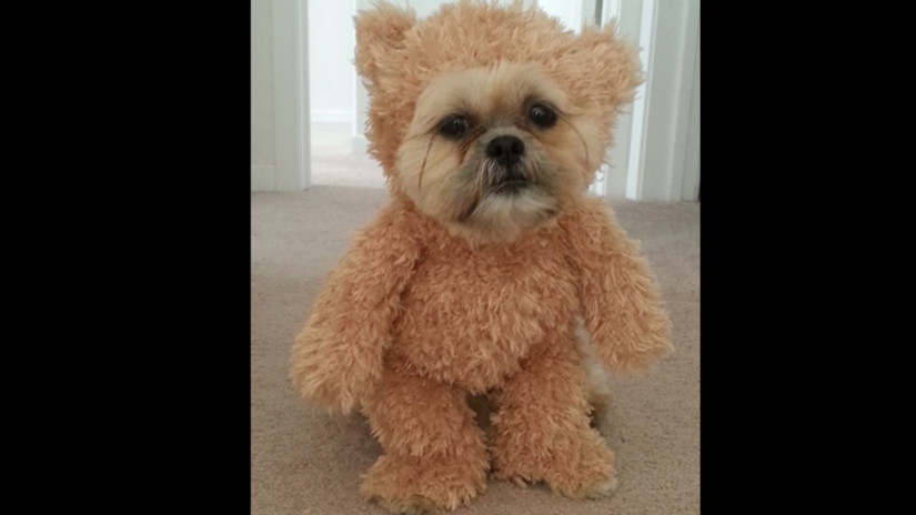 Youtube: Perro Oso es sensación en internet