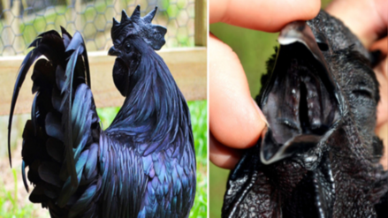 YouTube: la raza de pollo que es negro por dentro y fuera. ¡Insólito!