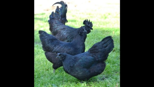 YouTube: la raza de pollo que es negro por dentro y fuera. ¡Insólito!